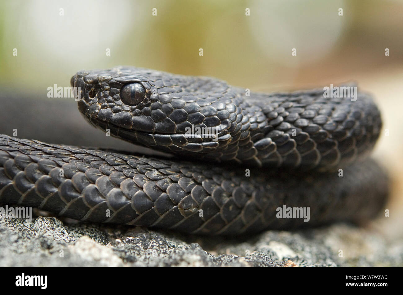 Female Baskian viper (Vipera seoanei) with melanistic coloration on ...
