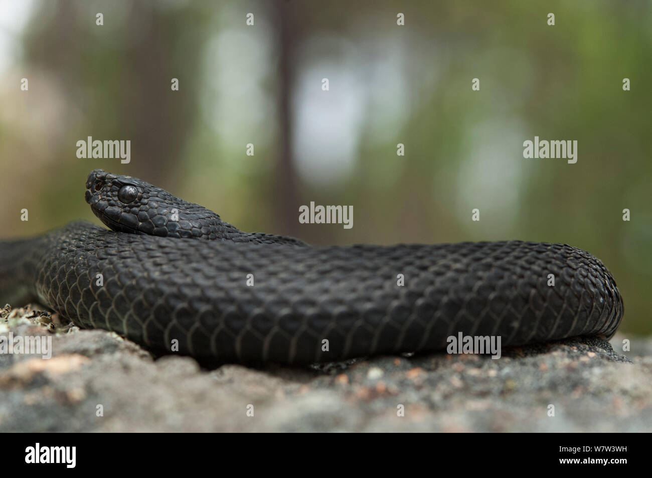 Female Baskian viper (Vipera seoanei) with melanistic coloration on ...