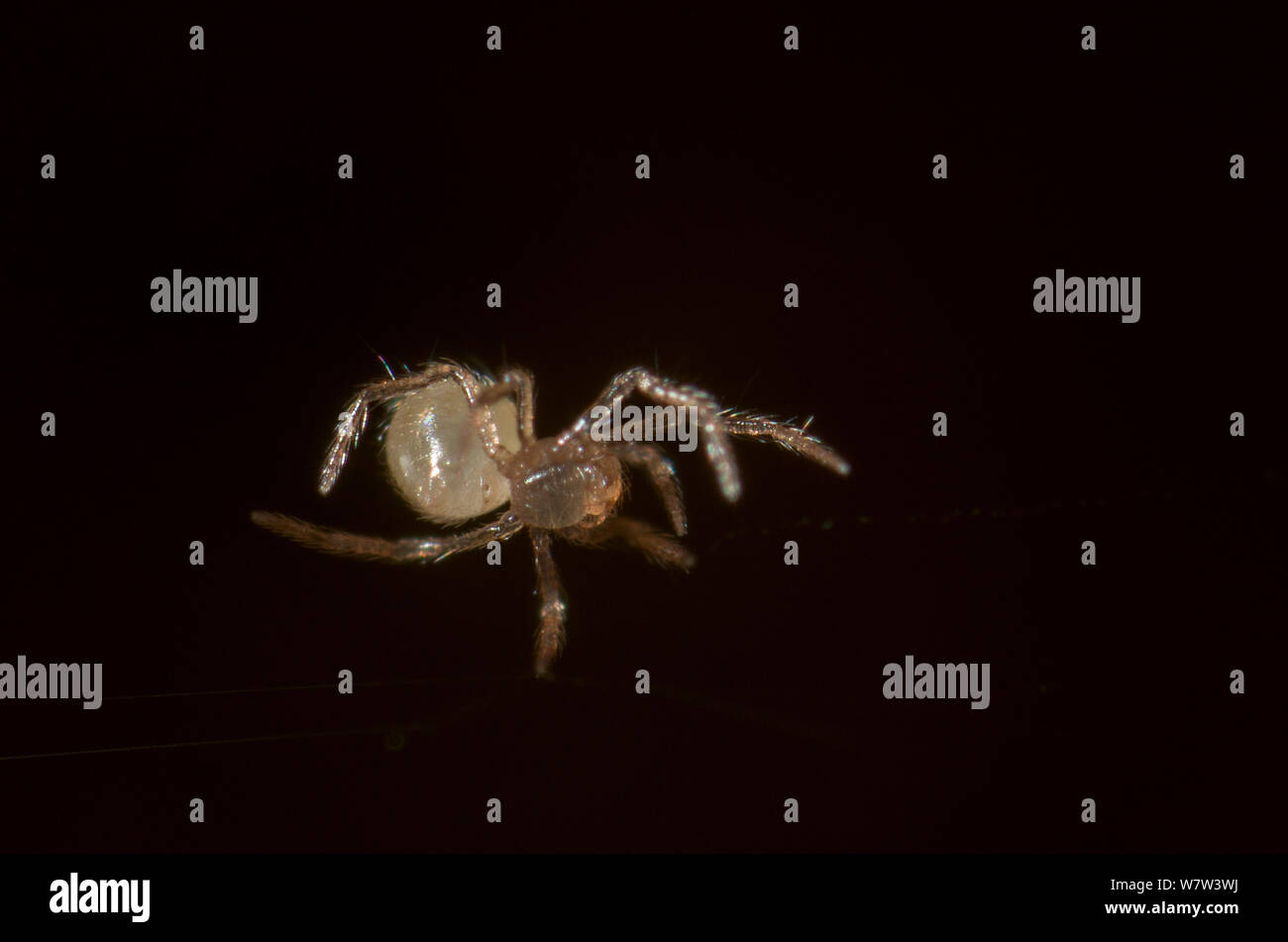 Worlds Smallest Spider