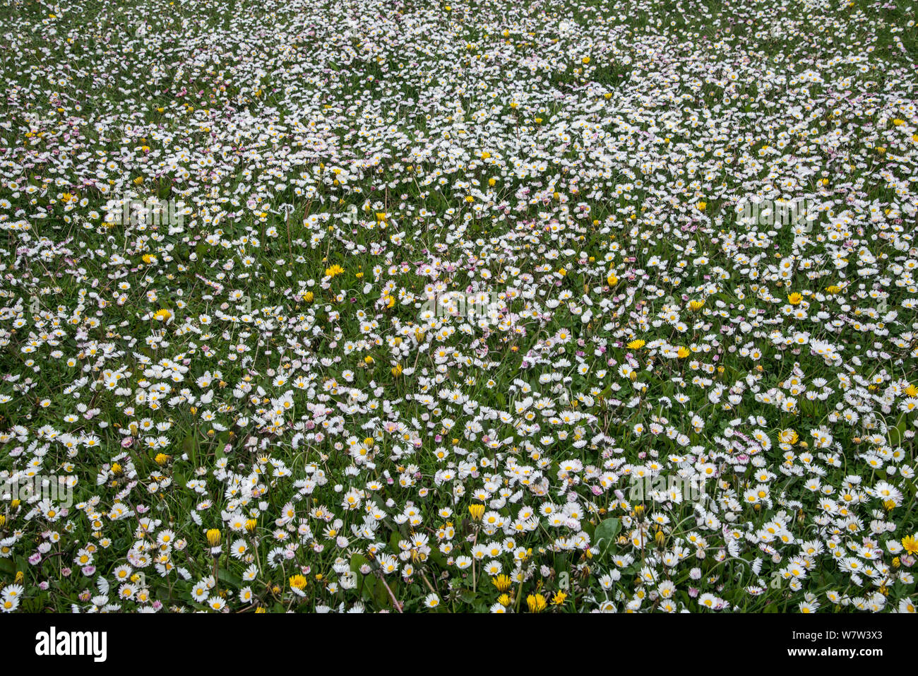 Taraxacum kok saghyz hi-res stock photography and images - Alamy