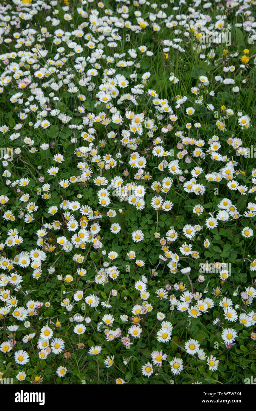Taraxacum kok saghyz hi-res stock photography and images - Alamy