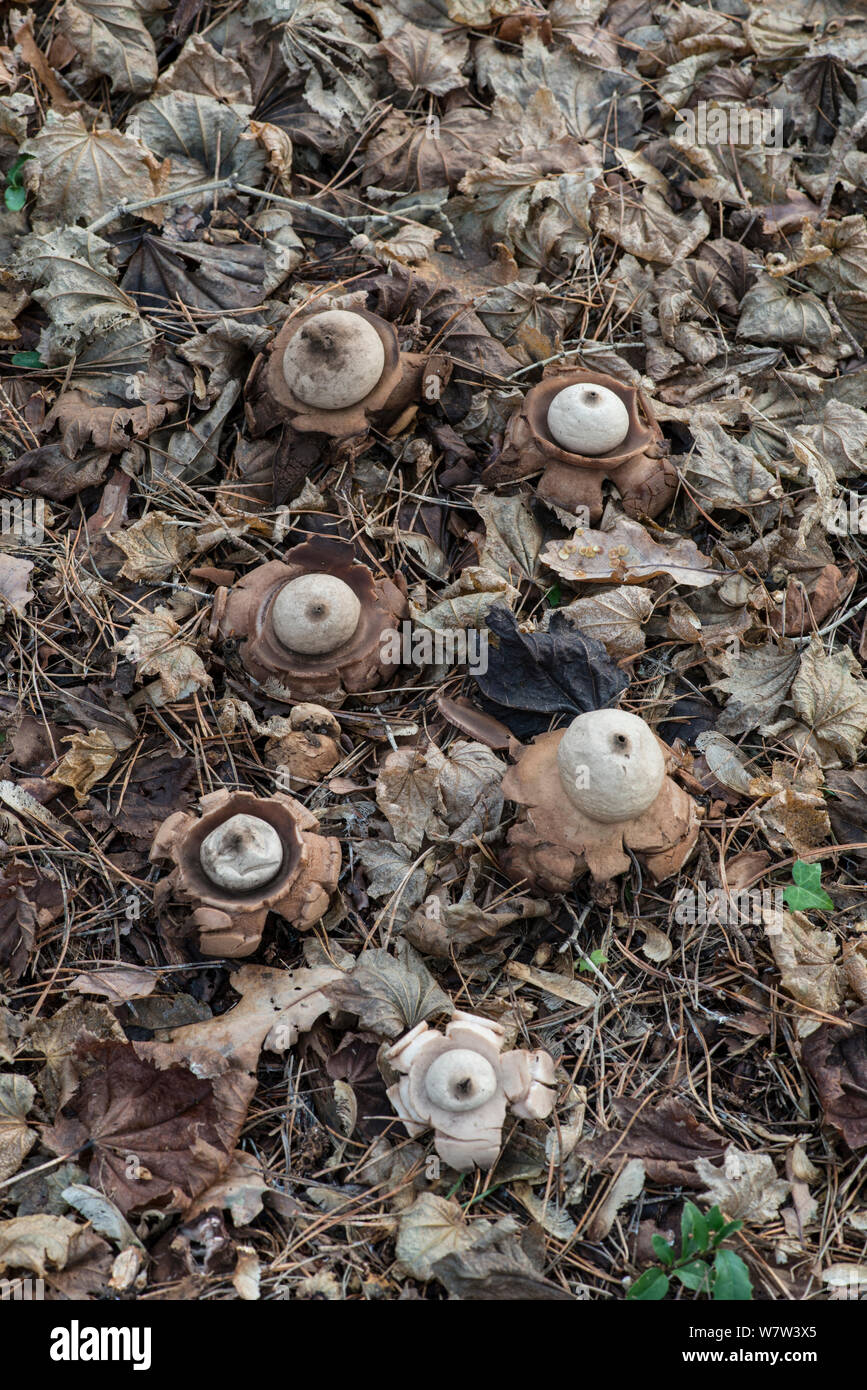 Earth star fungus hi-res stock photography and images - Alamy