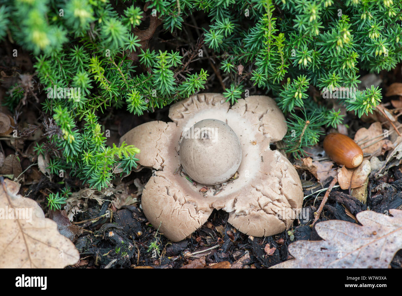 Earth star fungus hi-res stock photography and images - Alamy