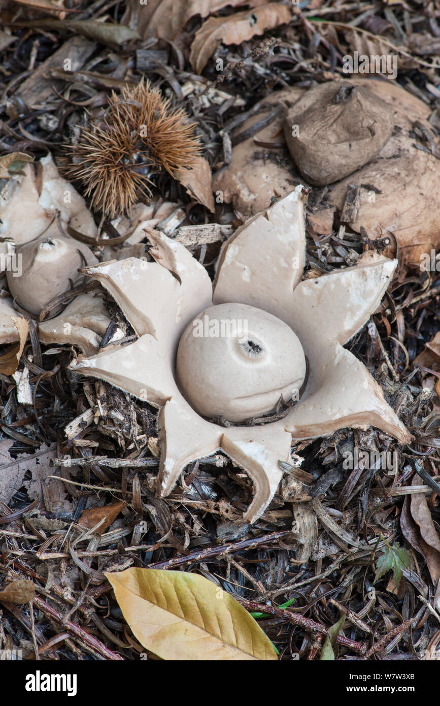 Earth star hi-res stock photography and images - Alamy