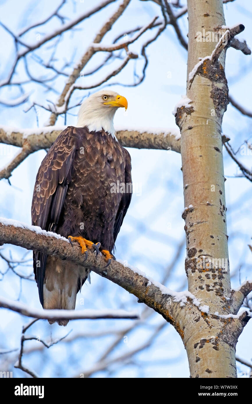 Bald eagle tree animal wildlife hi-res stock photography and images - Alamy