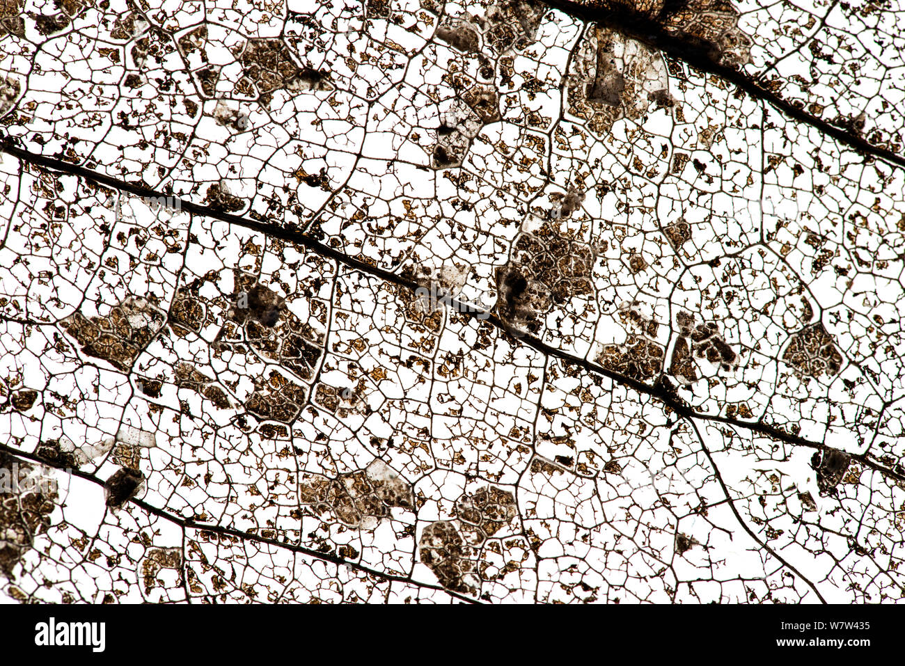 Skeleton plants hi-res stock photography and images - Alamy