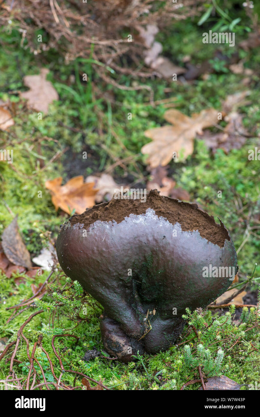 Puffball fungus hi-res stock photography and images - Alamy