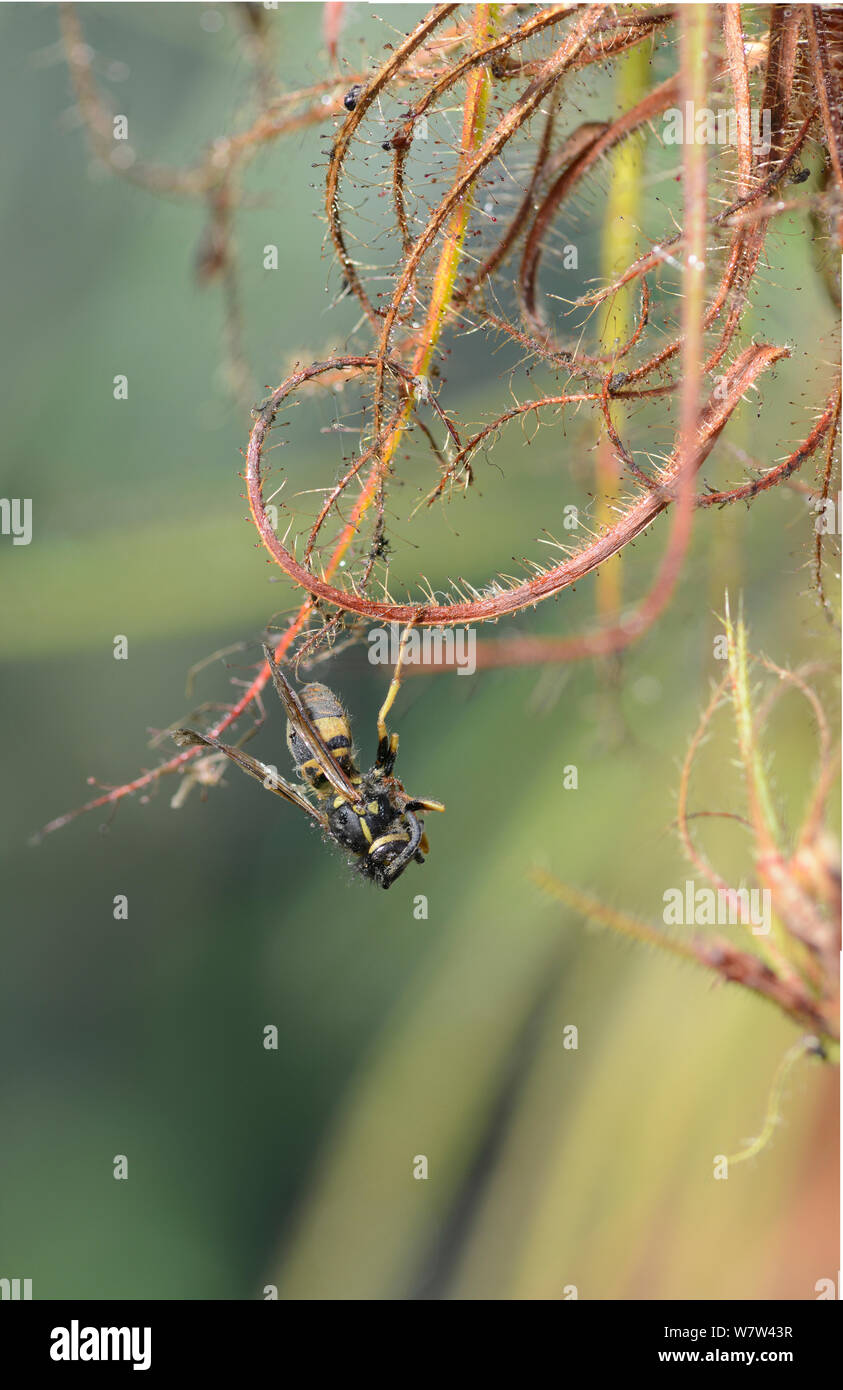 Trapped insect hi-res stock photography and images - Alamy
