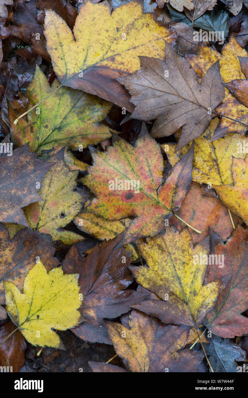 Fallen wild Service tree (Sorbus torminalis) leaves in autumn, Sussex ...