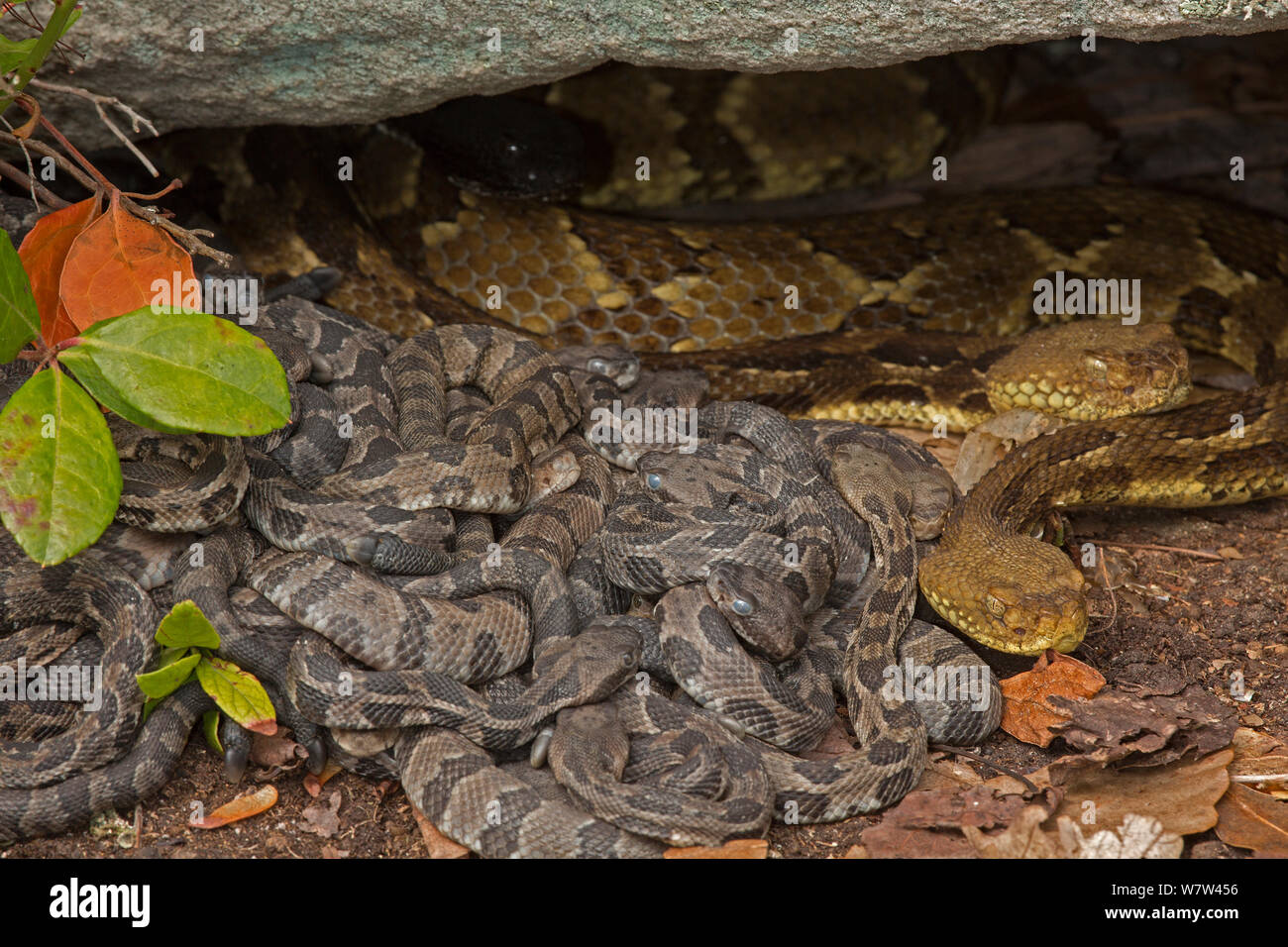Juvenile timber rattlesnake hi-res stock photography and images - Alamy