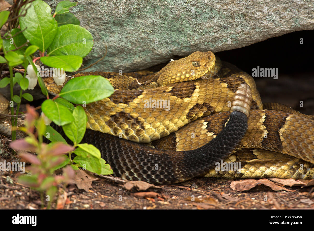 Gravid female timber rattlesnake crotalus hi-res stock photography and ...