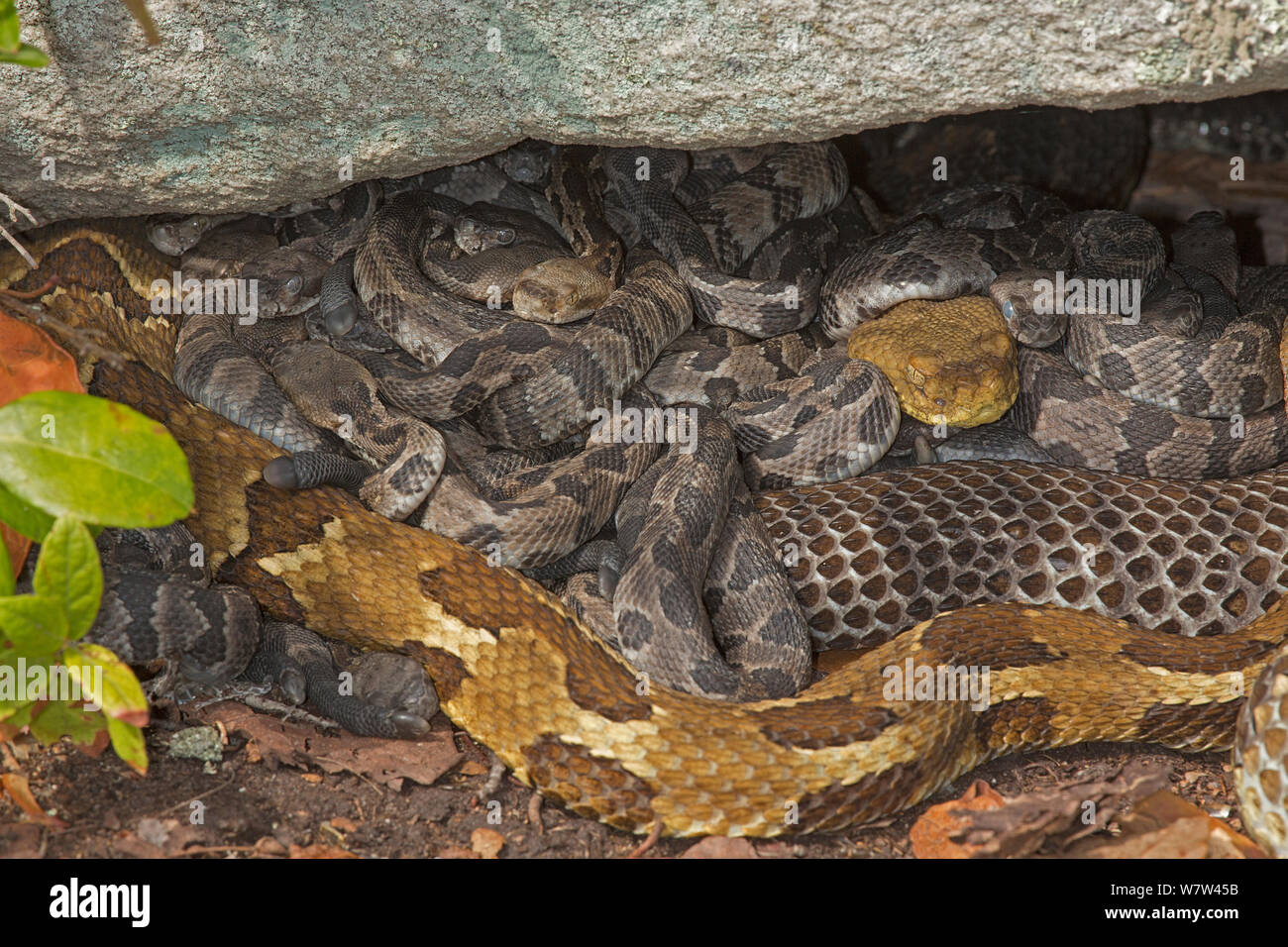 Eastern timber rattlesnake hi-res stock photography and images - Alamy