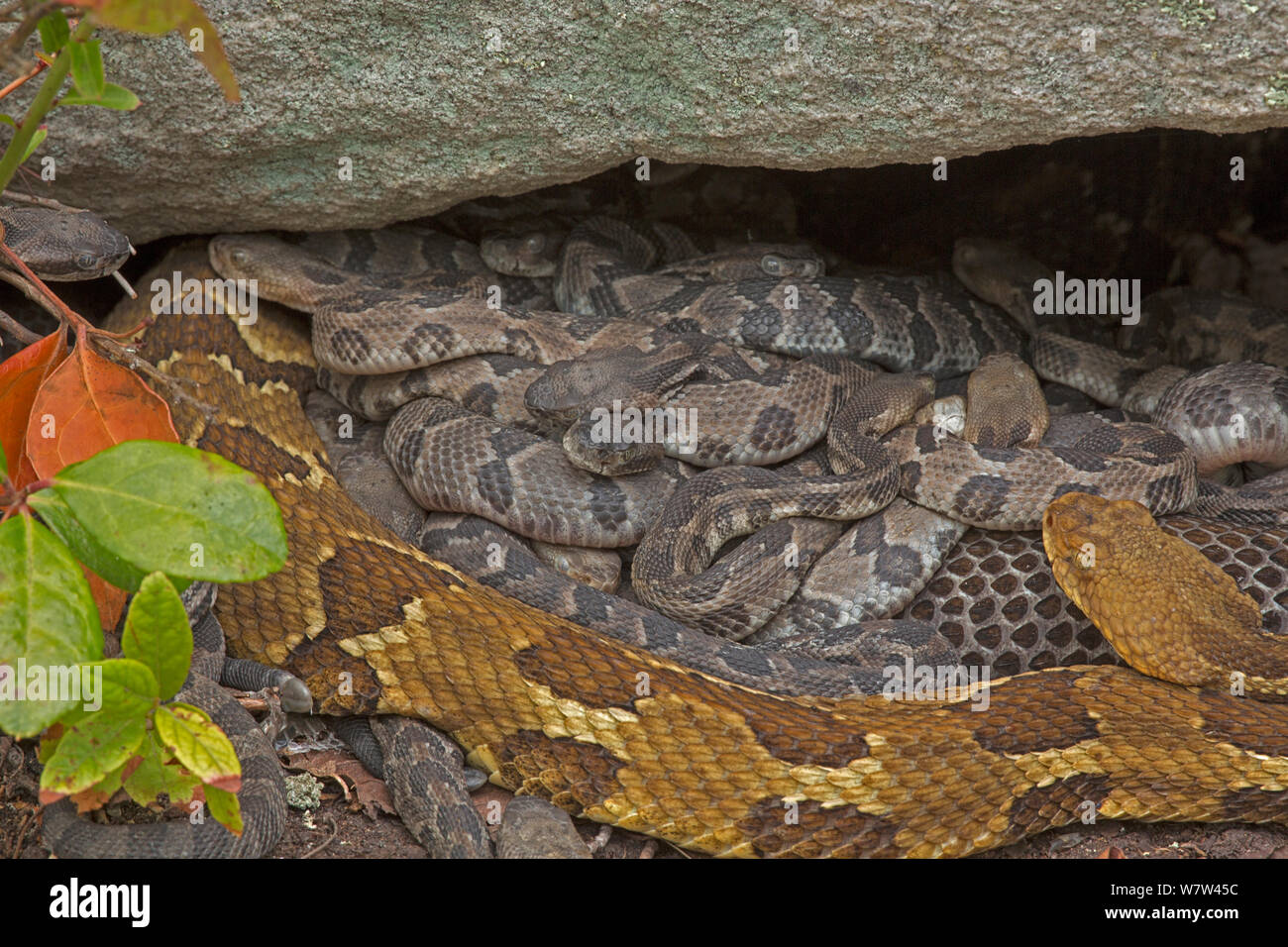 Timber rattlesnakes (Crotalus horridus) adult females and newborn young ...