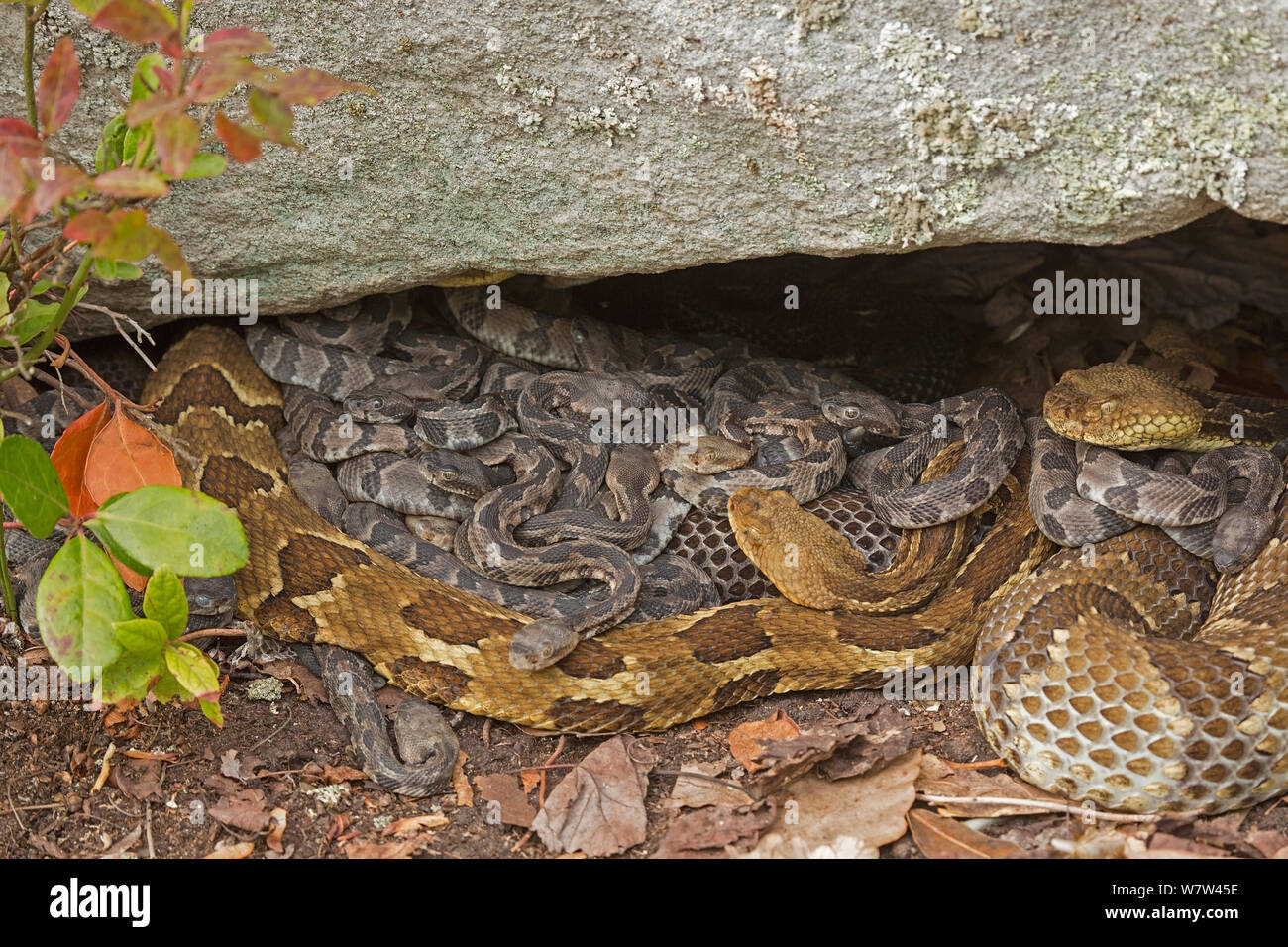 Eastern timber rattlesnake hi-res stock photography and images - Alamy
