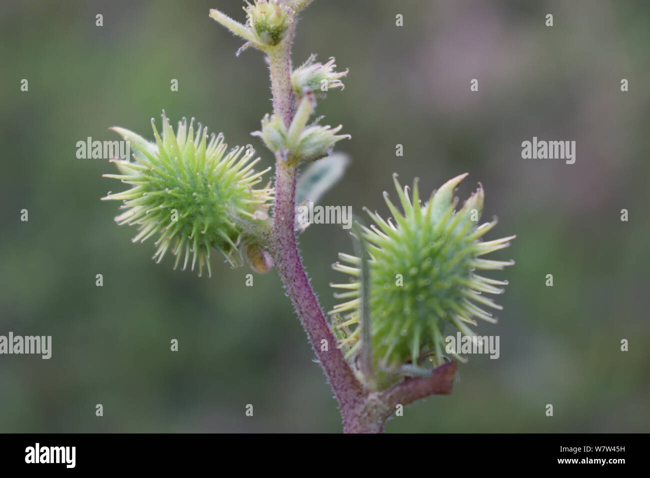 Green color thorn fruit Stock Photo - Alamy