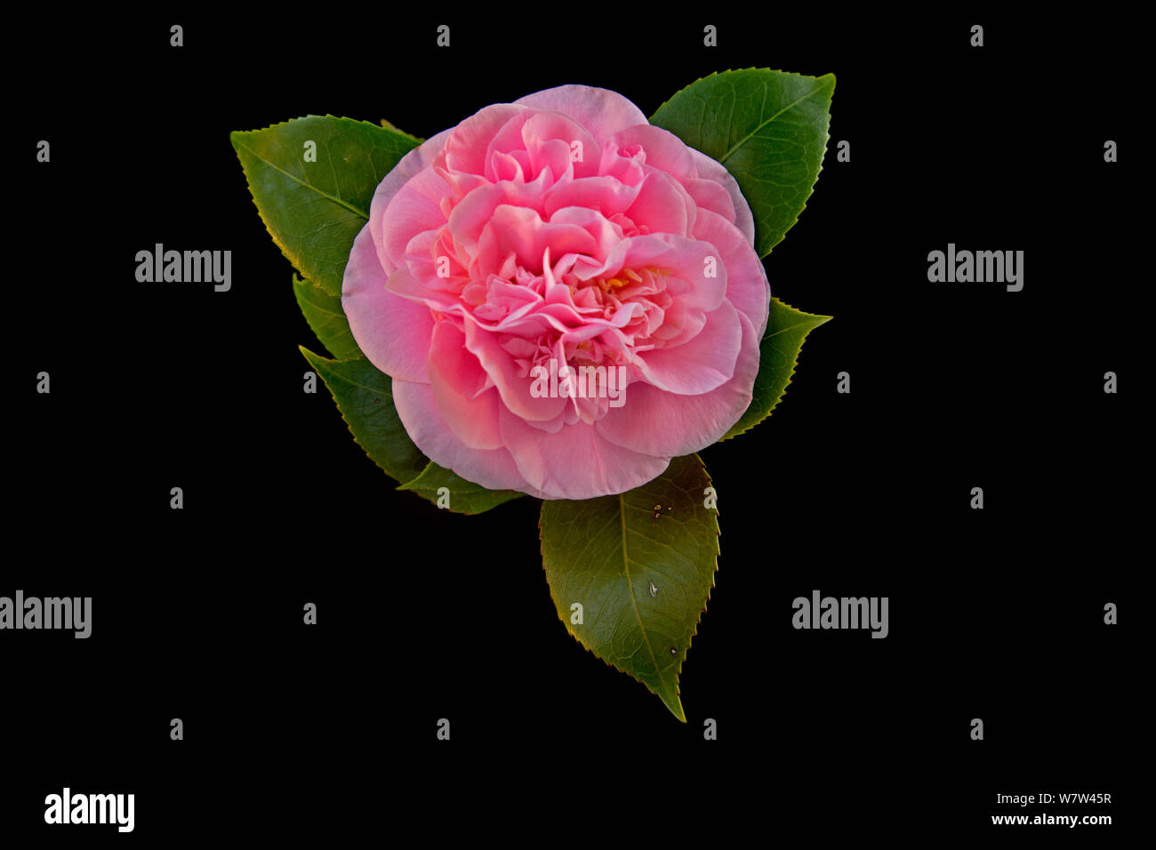 Debutante Camellia (Camellia japonica) flower from garden, Louisiana ...