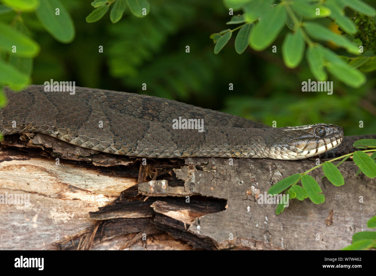 Northern water snake (Nerodia sipedon) gravid female basking. New York ...