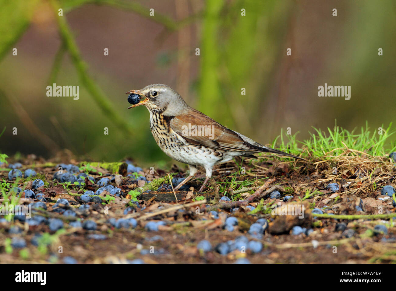 Fieldfare (Turdus pilaris) eating sloes of the ground, Warwickshire ...