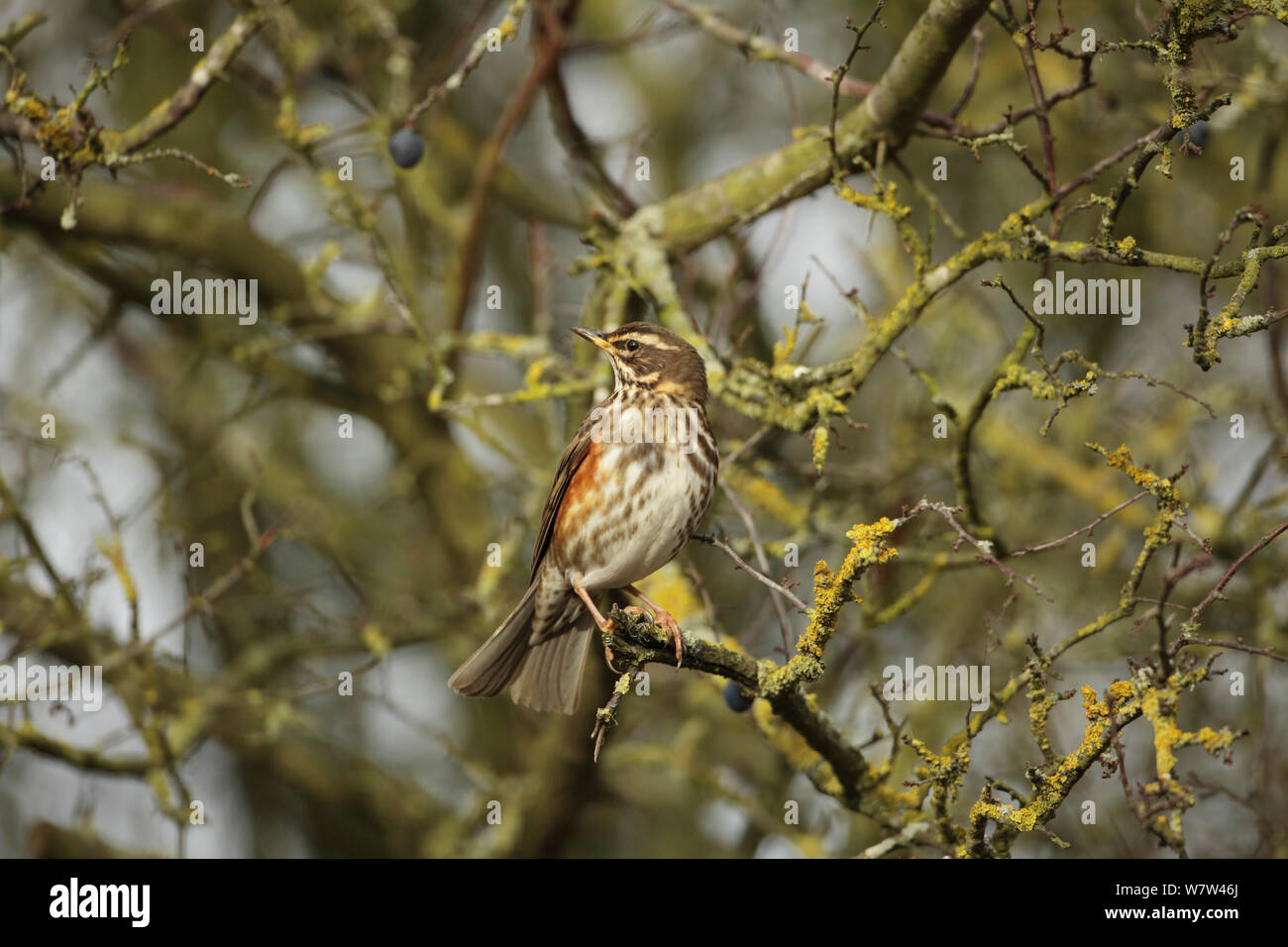 Redwing turdus musicus hi-res stock photography and images - Alamy