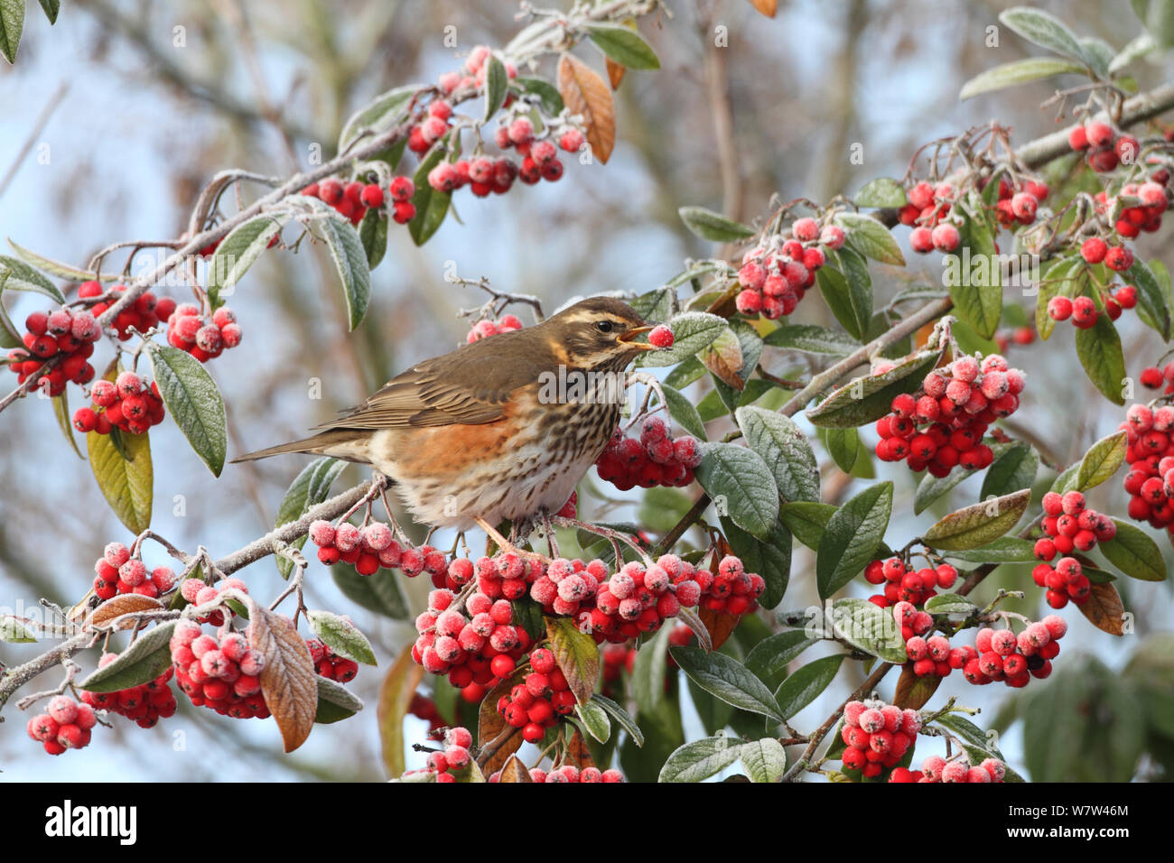 Fieldfare (Turdus pilaris) eating Cotoneaster berries, Warwickshire ...