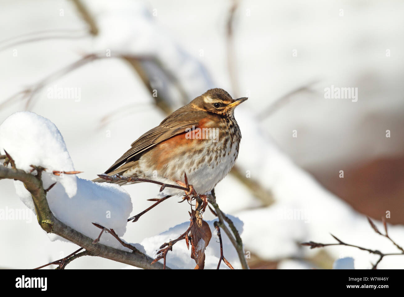 Redwing turdus musicus hi-res stock photography and images - Alamy