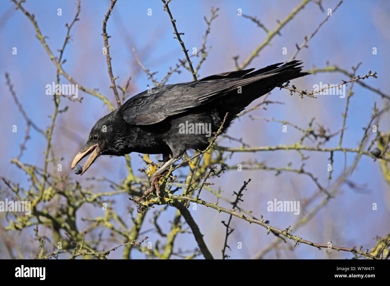 Sloes uk animal hi-res stock photography and images - Alamy