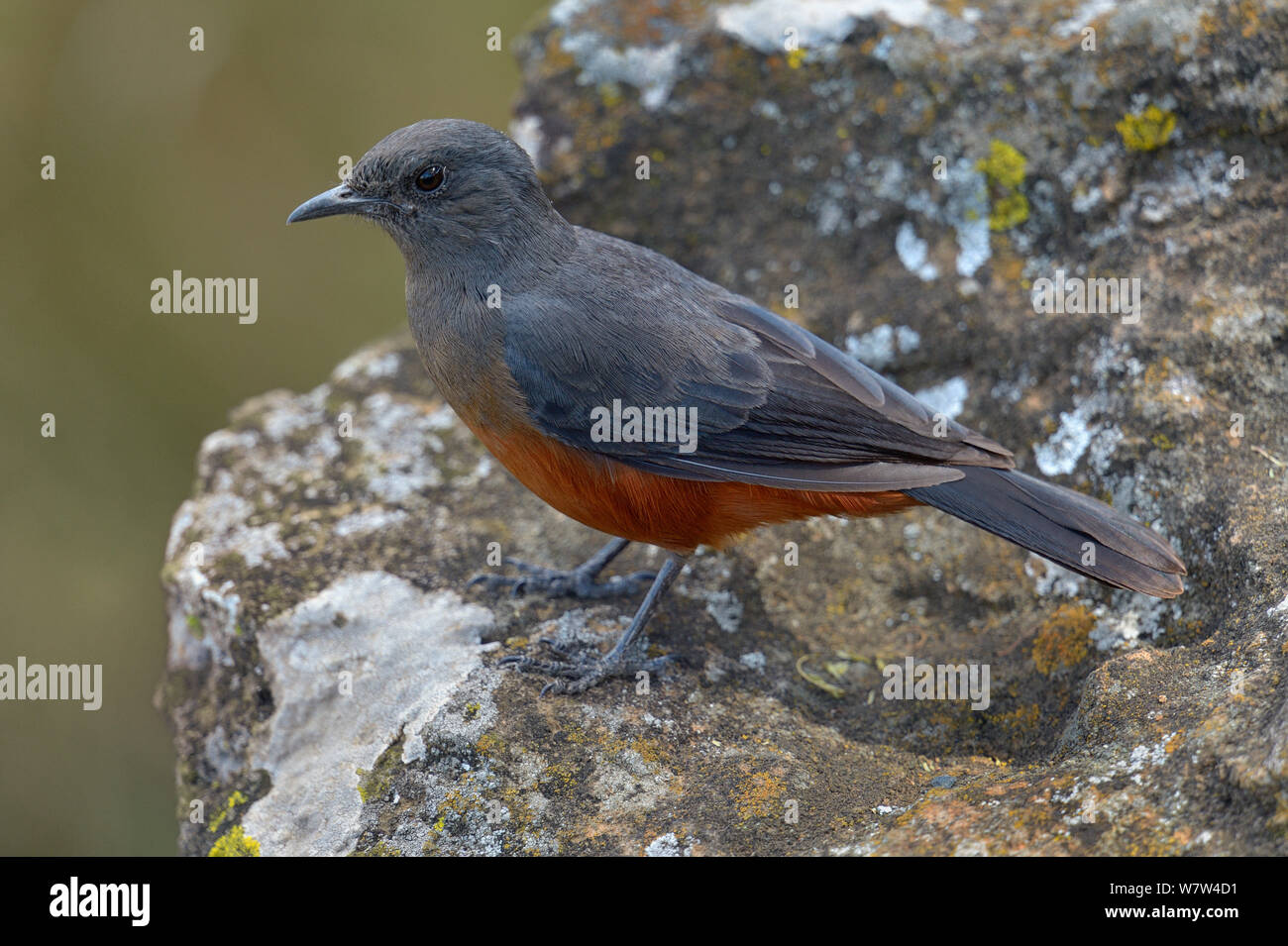 Mocking thrush hi-res stock photography and images - Alamy