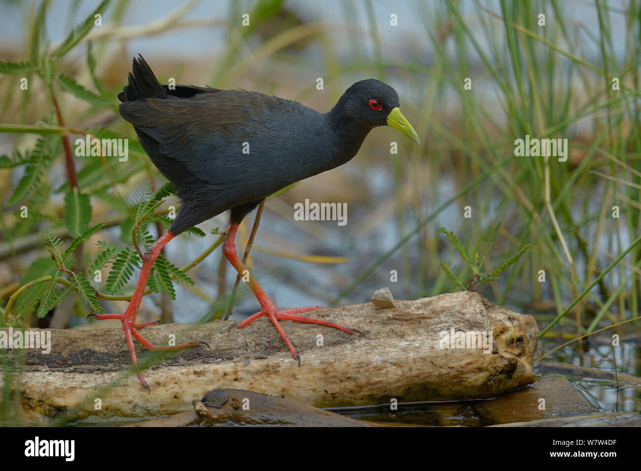 Black crake amaurornis flavirostris hi-res stock photography and images ...