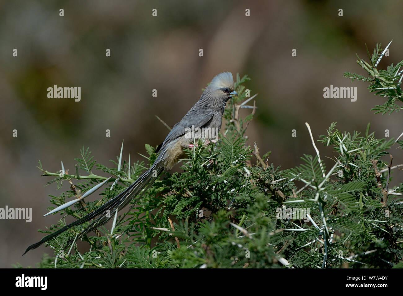 White Headed Mousebird (Colius leucocephalus) in accacia. Samburu ...
