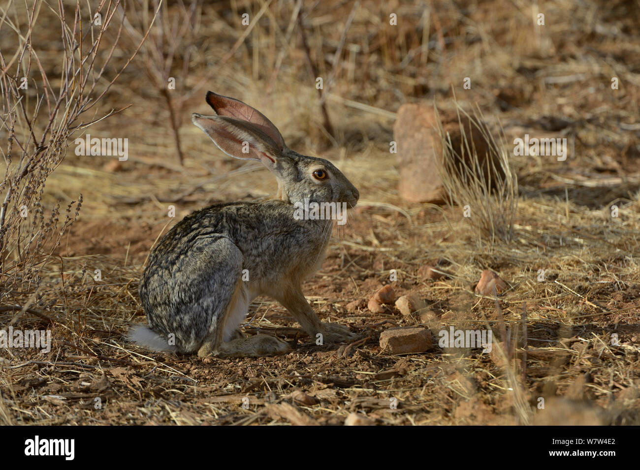 Scrub Hare (Lepus saxatilis) Samburu National Reserve, Kenya Stock ...