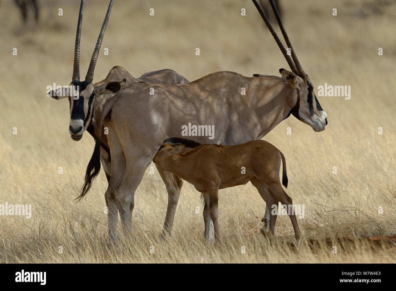 Beisa hi-res stock photography and images - Alamy
