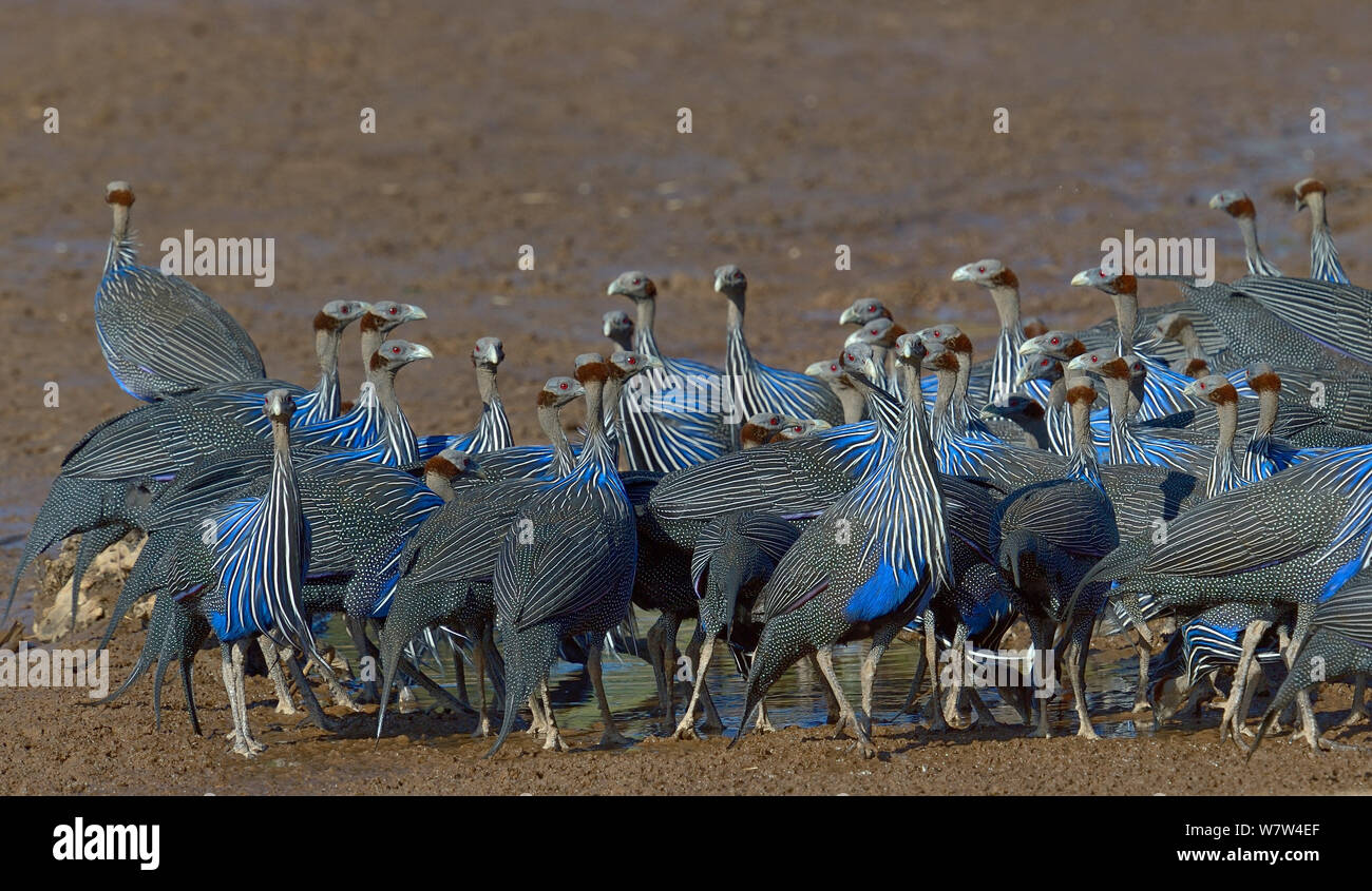 Flock of guineafowl hi-res stock photography and images - Alamy