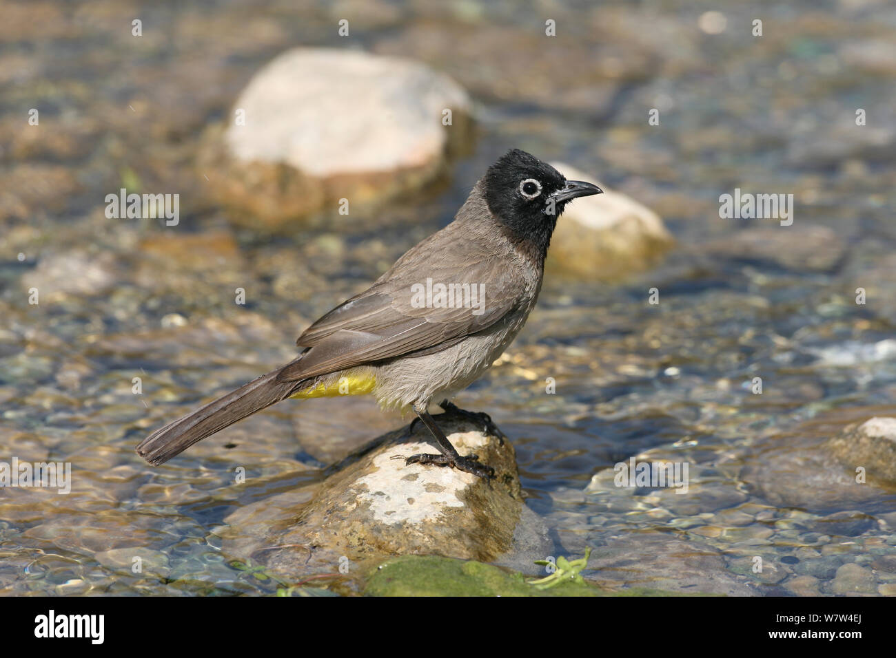 White spectacled bulbul (Pycnonotus xanthopygos) perched on rock in ...