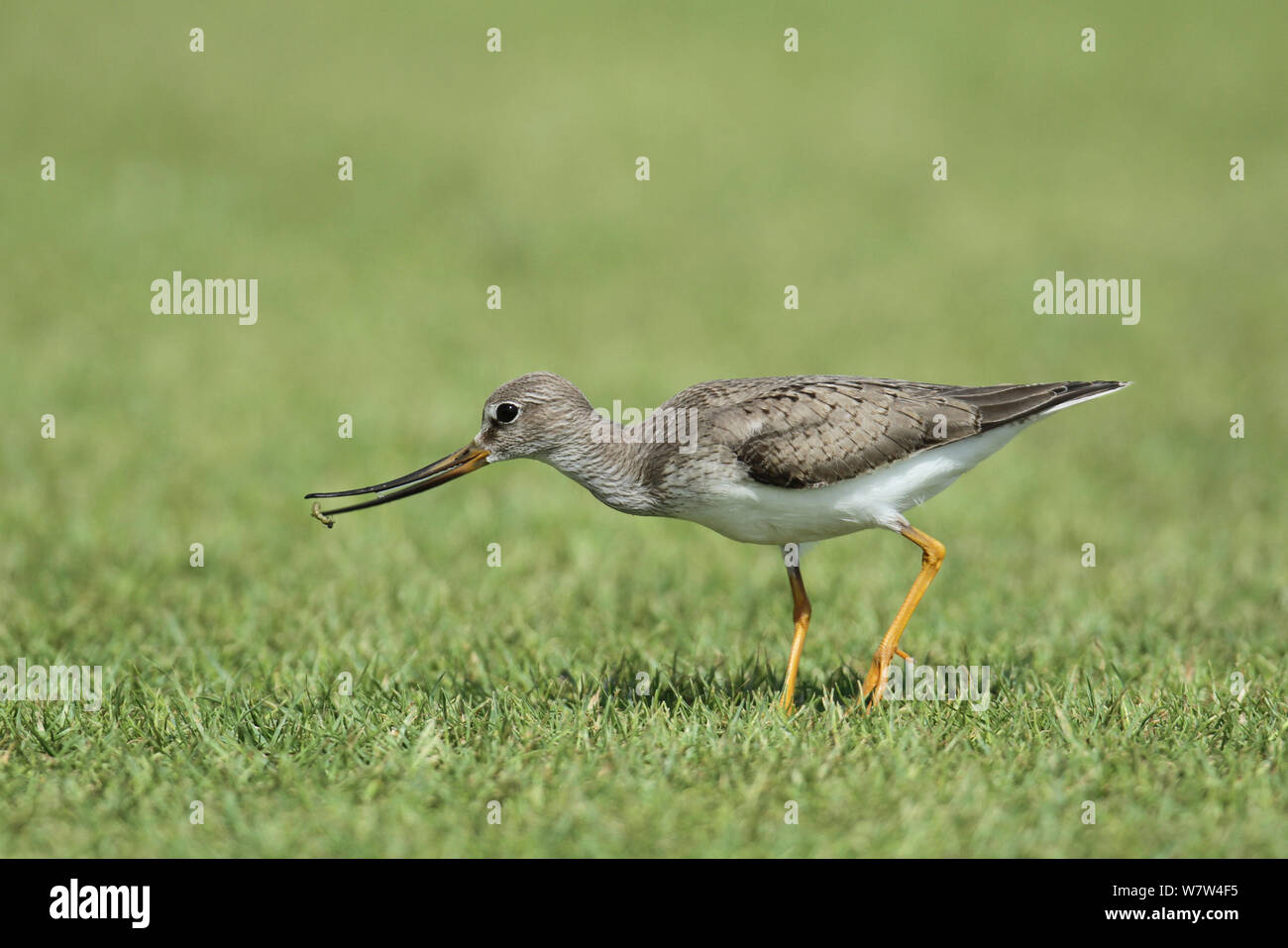 Xenus cinereus hi-res stock photography and images - Alamy