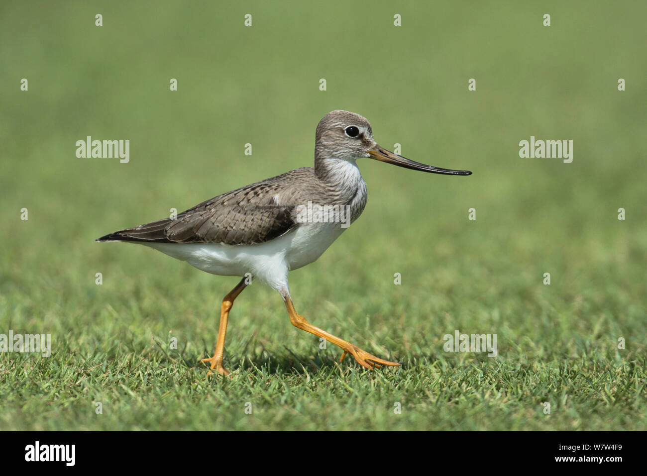 Xenus cinereus hi-res stock photography and images - Alamy