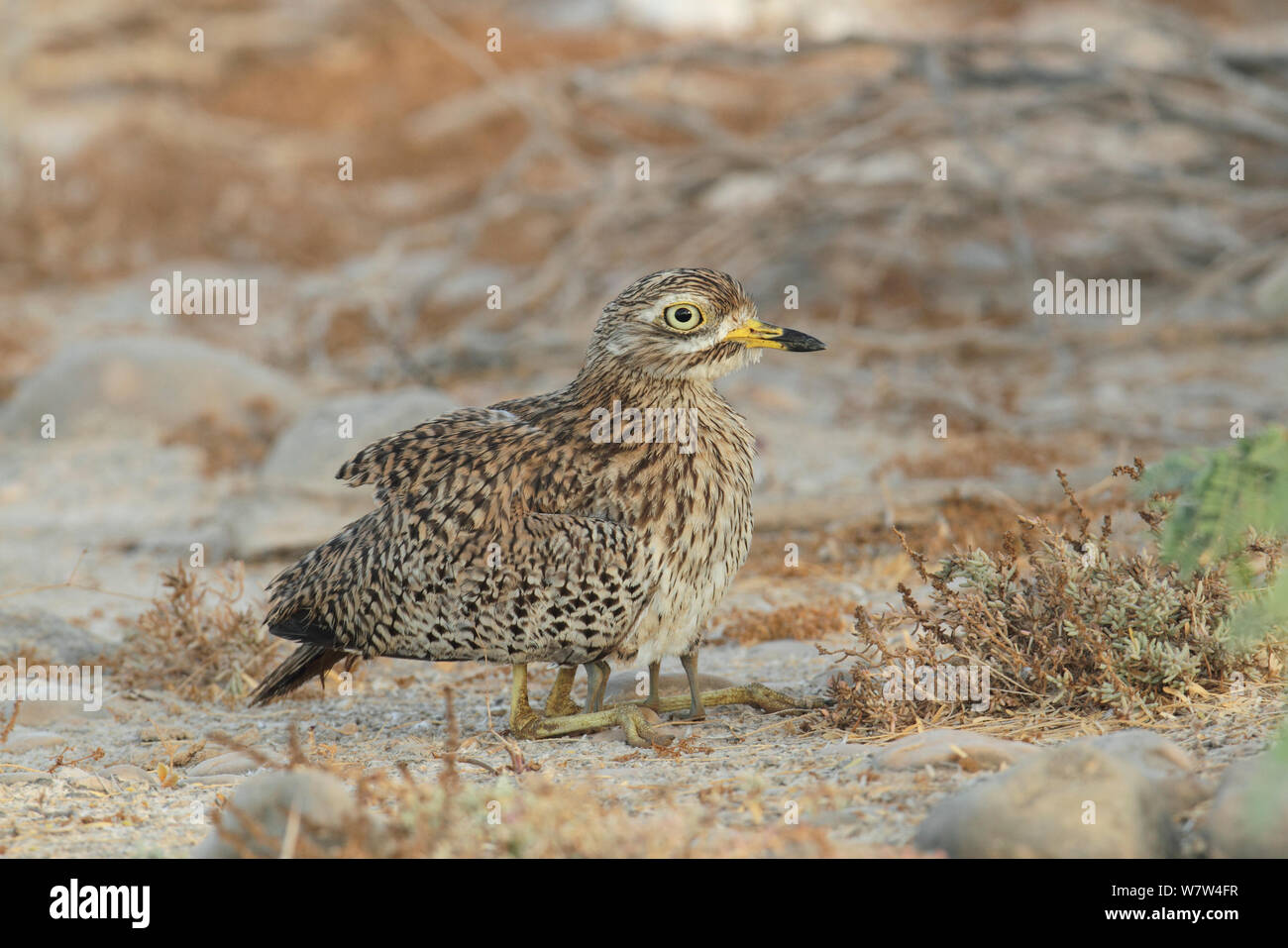 Spotted thick knee (Burhinus capensis) adult covering chicks with wings ...