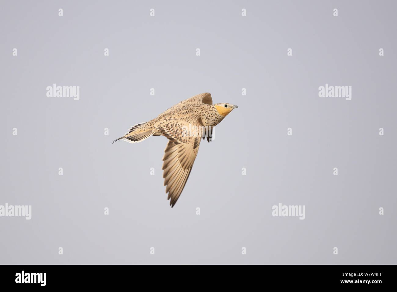 Spotted sandgrouse (Pterocles senegallus) female in flight, Oman ...