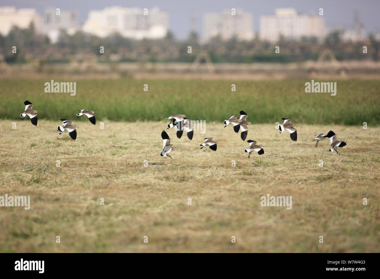 Vanellus gregarius hi-res stock photography and images - Alamy