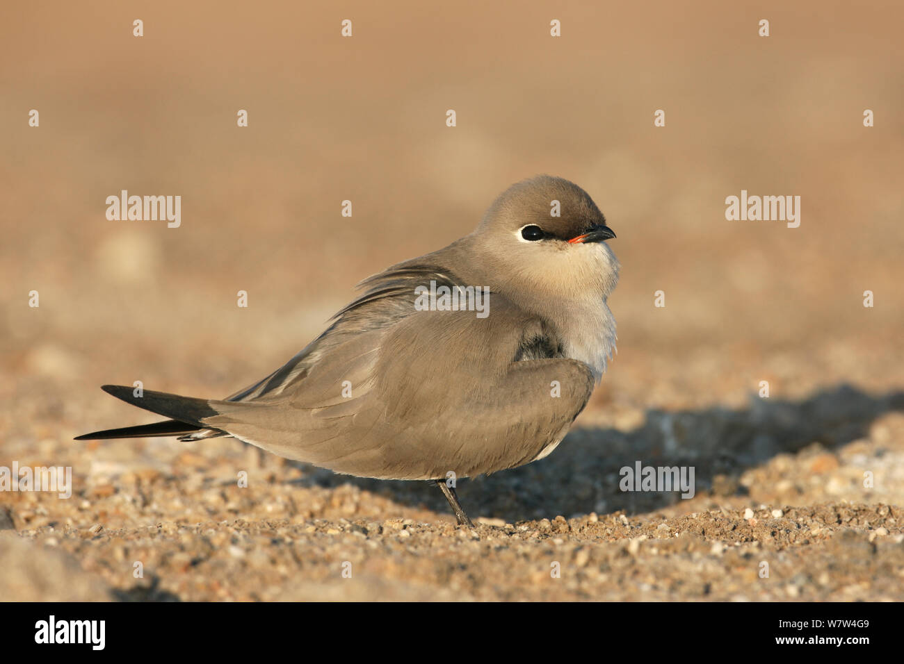 Glareola Lactea High Resolution Stock Photography and Images - Alamy