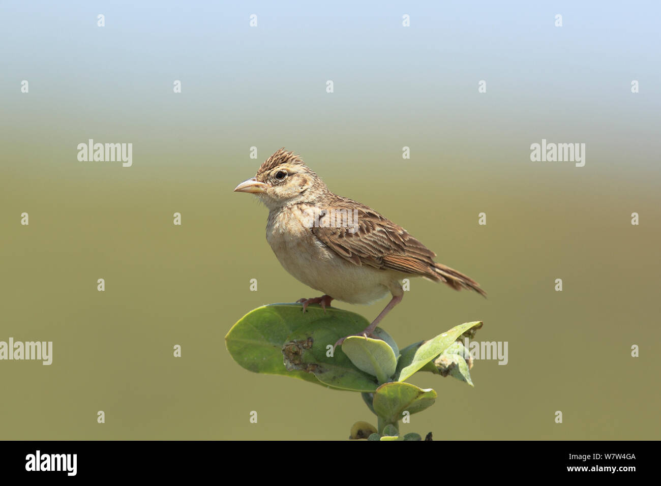 Singing bush lark (Mirafra cantillans) perched on leaf, Oman, September ...