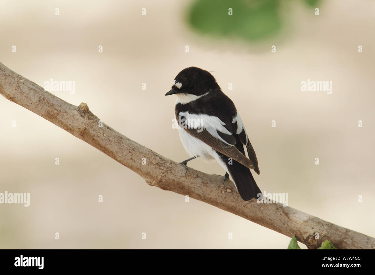 Semi collared flycatcher (Ficedula semitorquata) male on branch, Oman ...
