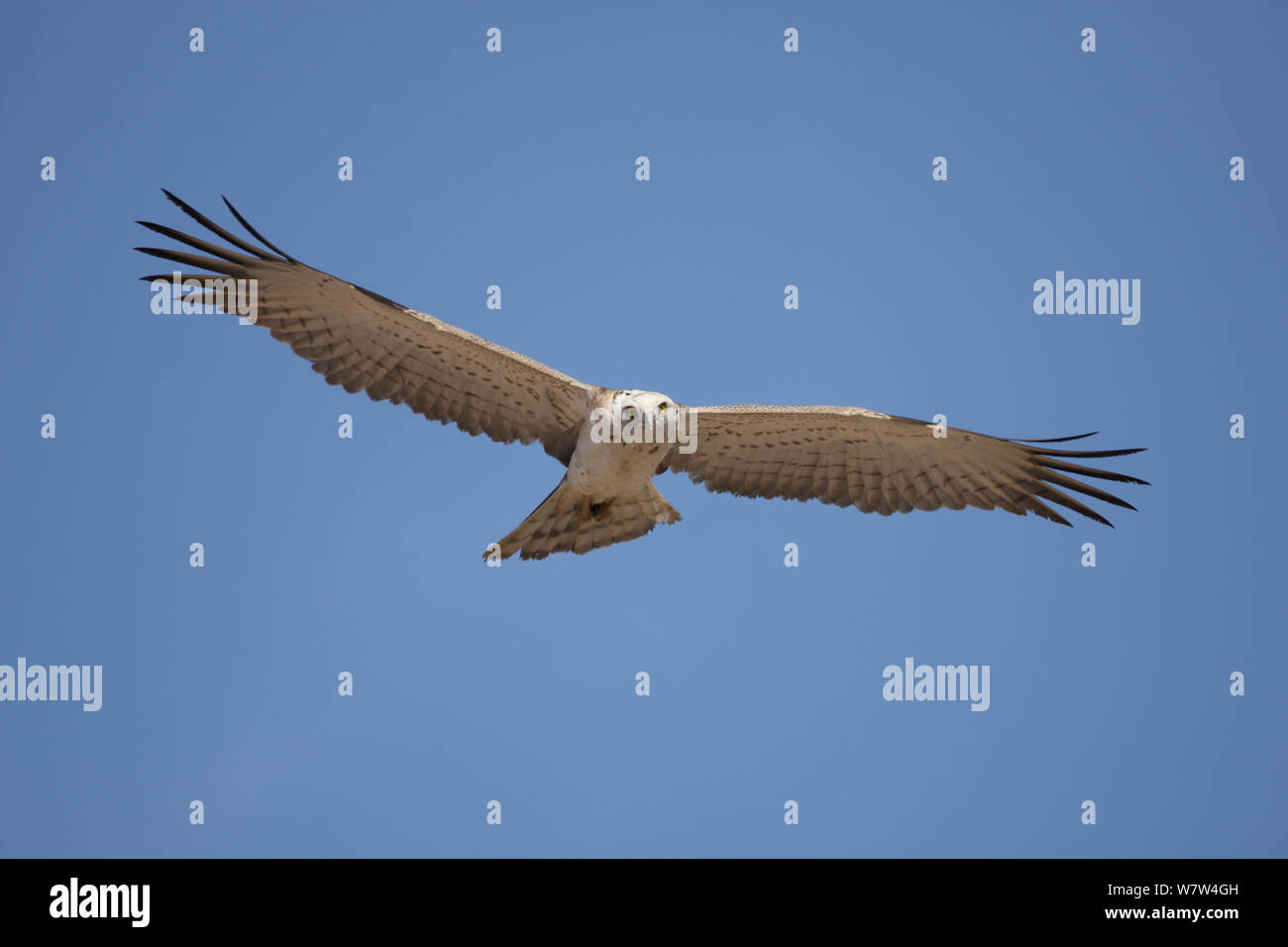 Short toed snake eagle (Circaetus gallicus) in flight, Oman, February ...
