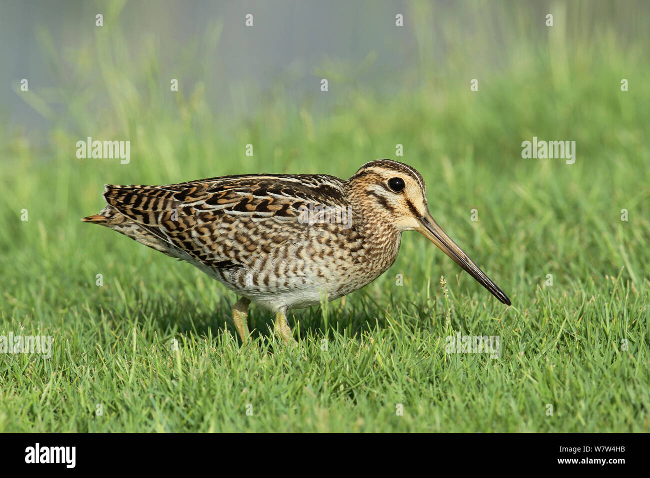 Pin tailed snipe (Gallinago stenura) in grass, Oman, September Stock ...