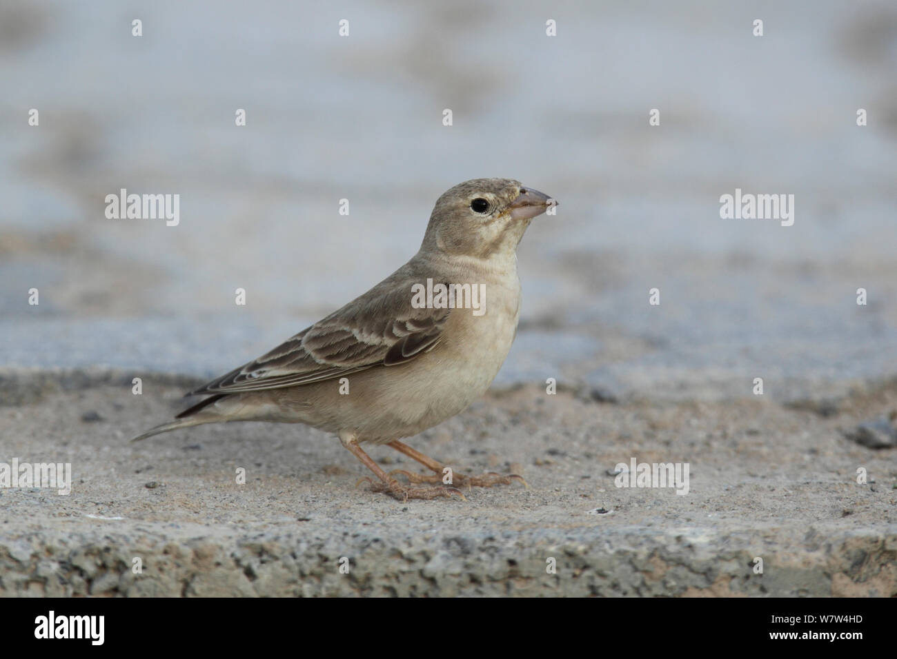 Rockfinch hi-res stock photography and images - Alamy