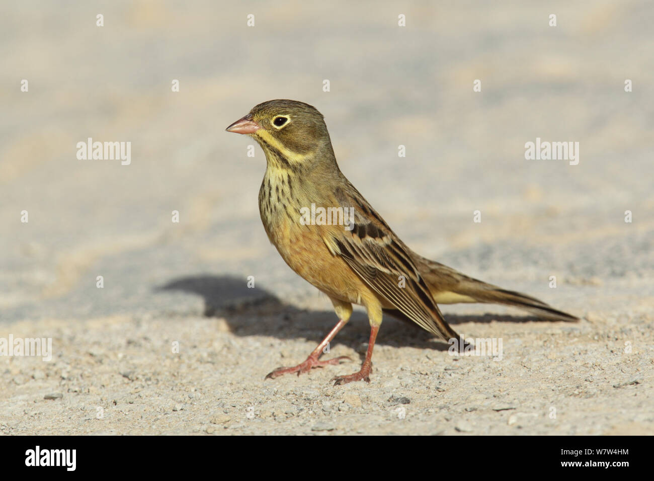 Ortolan flying hi-res stock photography and images - Alamy