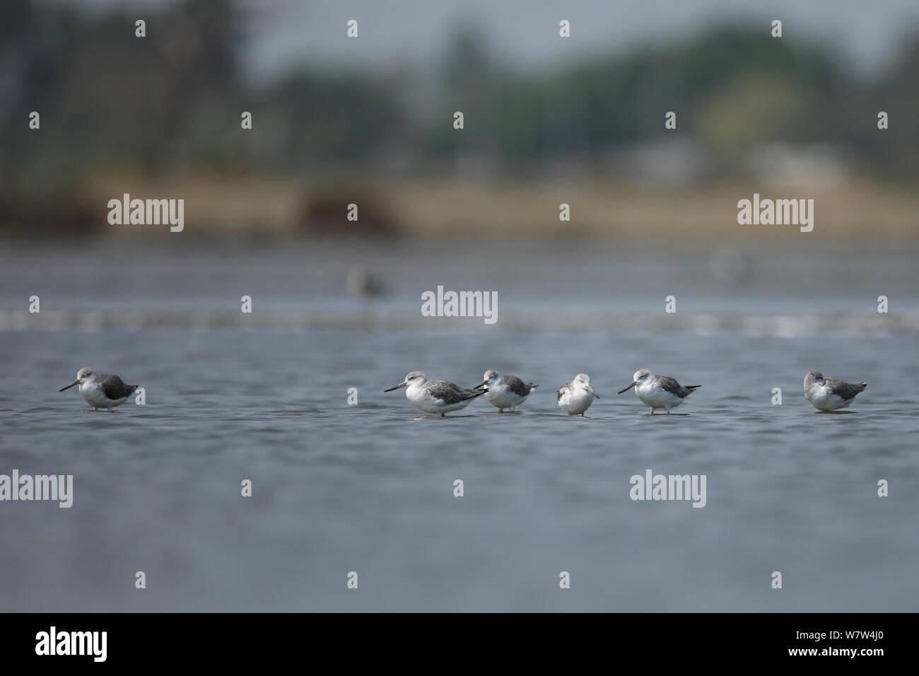 Tringa guttifer hi-res stock photography and images - Alamy