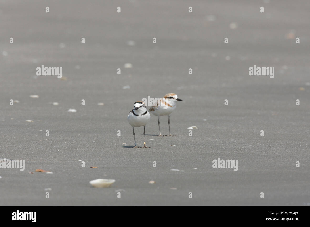 Malaysian plover (Charadrius peronii) pair, one with ring tags ...
