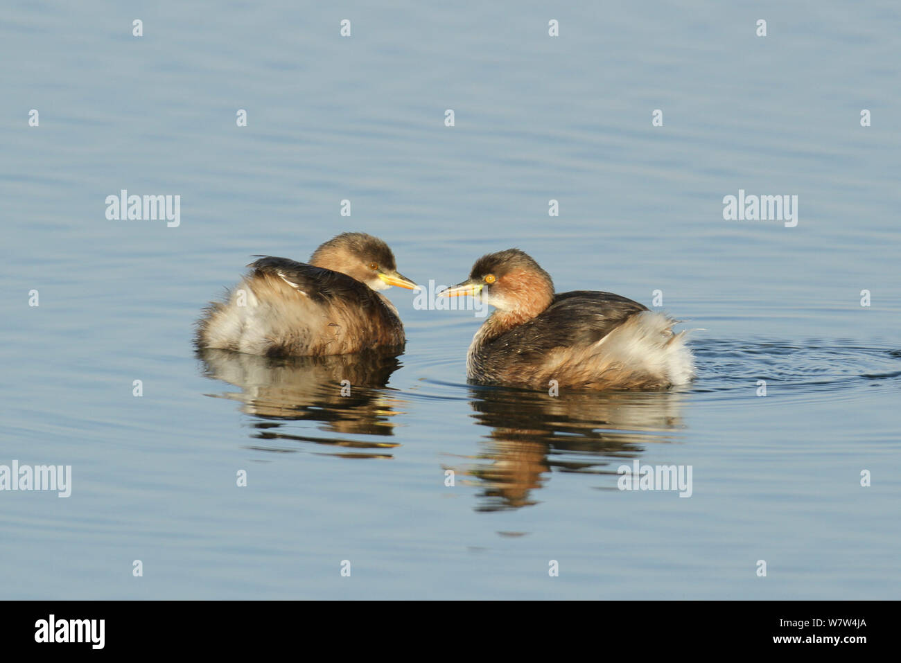 Common little grebe hi-res stock photography and images - Alamy