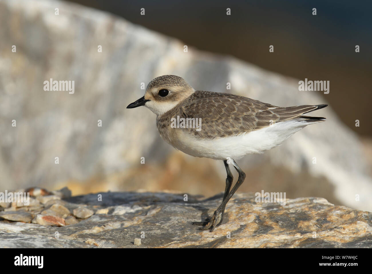 Lesser Sand Plover High Resolution Stock Photography and Images - Alamy