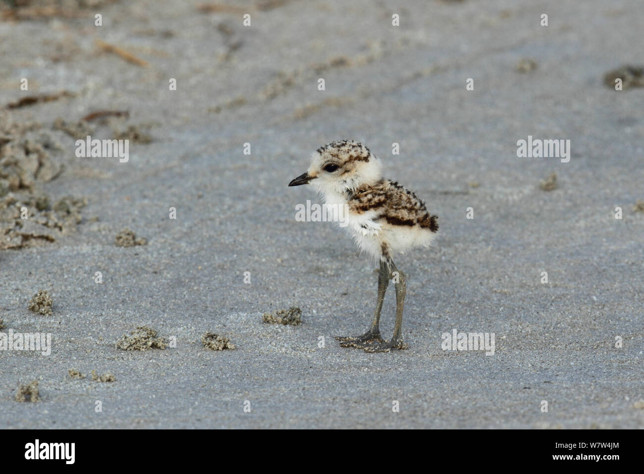 True plover hi-res stock photography and images - Alamy
